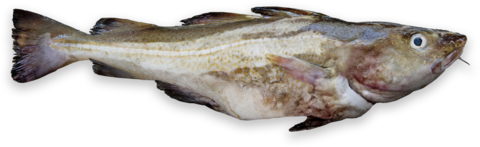 Kabeljauw met prei en kerrieroom uit de oven | Visrecepten.nl