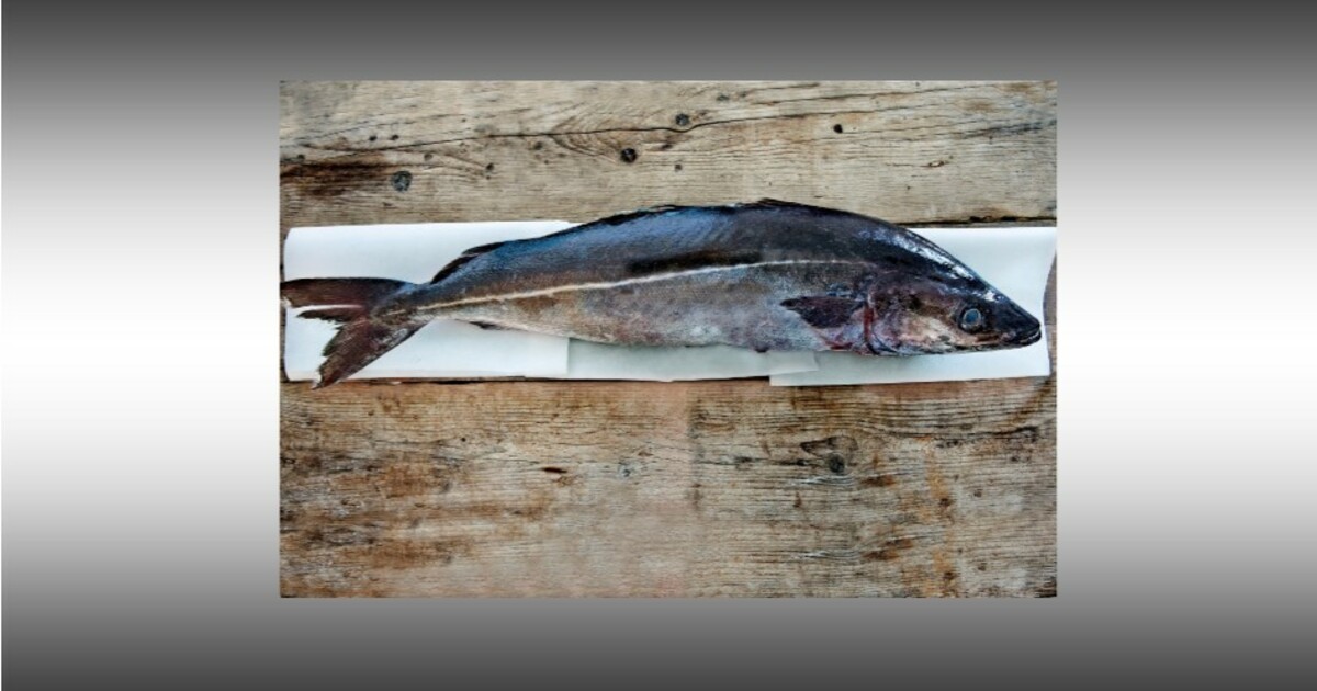 Gebakken koolvis met zoetzure tomatensaus | Visrecepten.nl