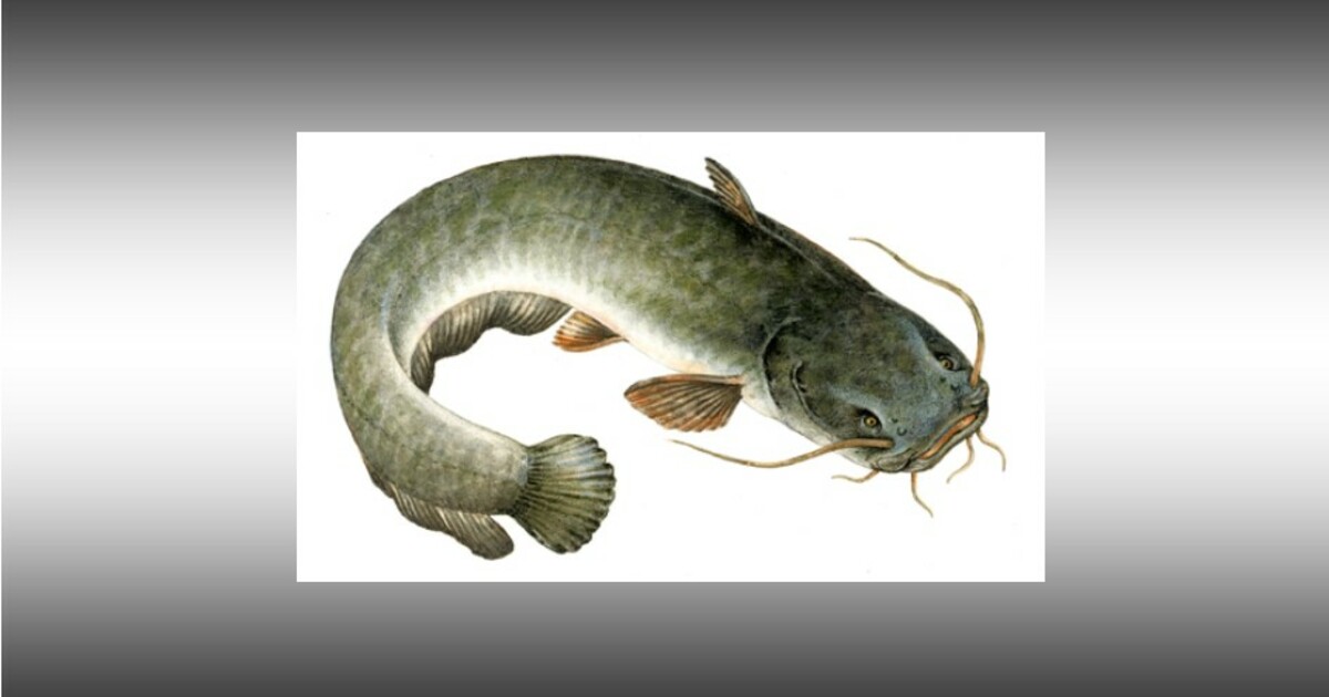 Meerval uit de oven | Visrecepten.nl