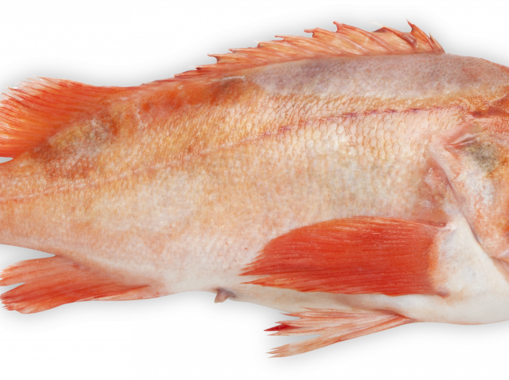 Roodbaars | Visrecepten.nl