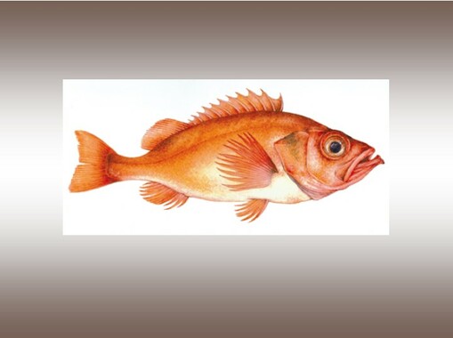 Roodbaars met groente uit de oven | Visrecepten.nl