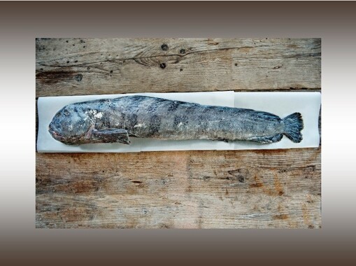 Zeewolf | Visrecepten.nl